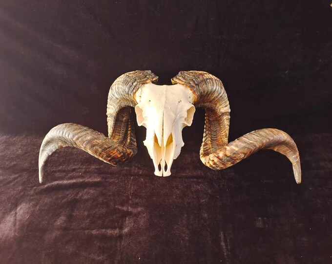 Huge Ram Skull | Natural Skull | Real Animal Skull | Real Ram Skull ...