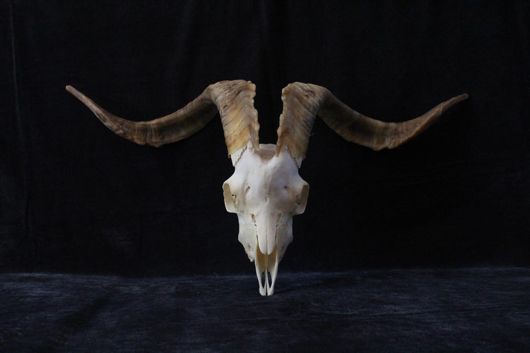 Huge Ram Skull | Natural Skull | Real Animal Skull | Real Ram Skull ...