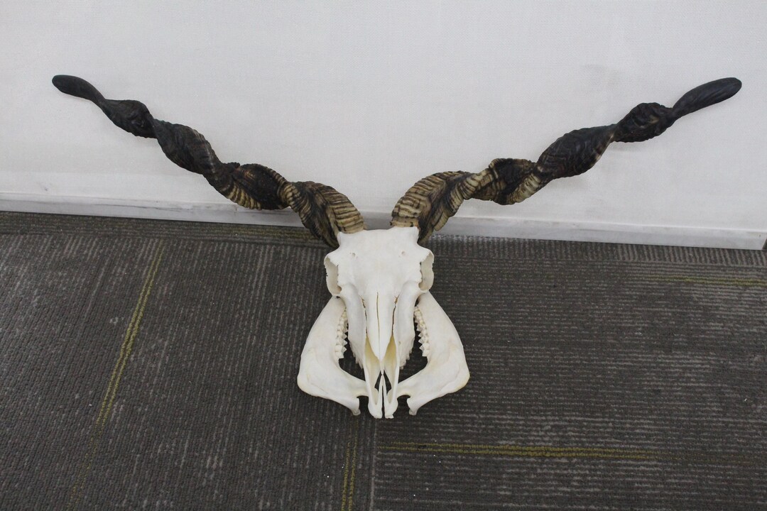 Ram Skull With Horns | Ram Skull Home Decor | Real Ram Skull Head Sheep ...