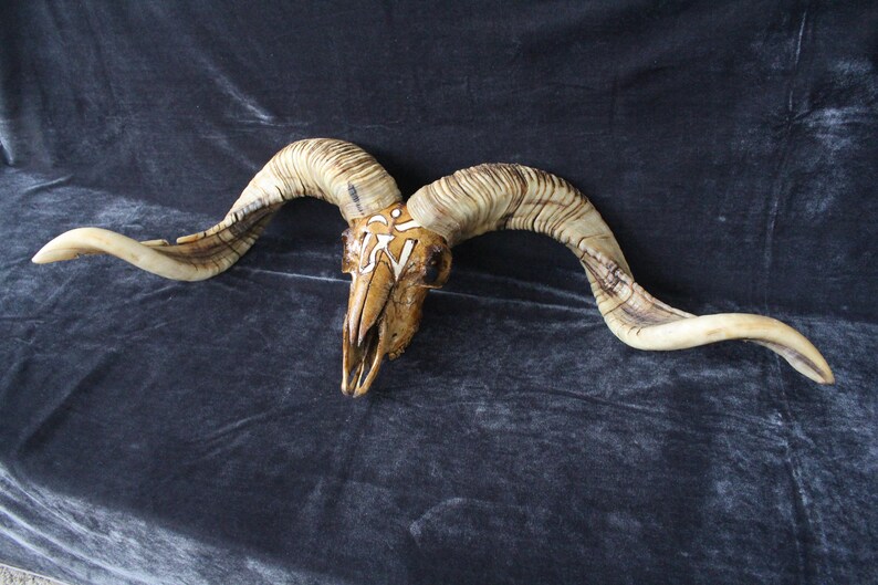 Huge Ram Skull | Natural Skull | Real Animal Skull | Real Ram Skull ...