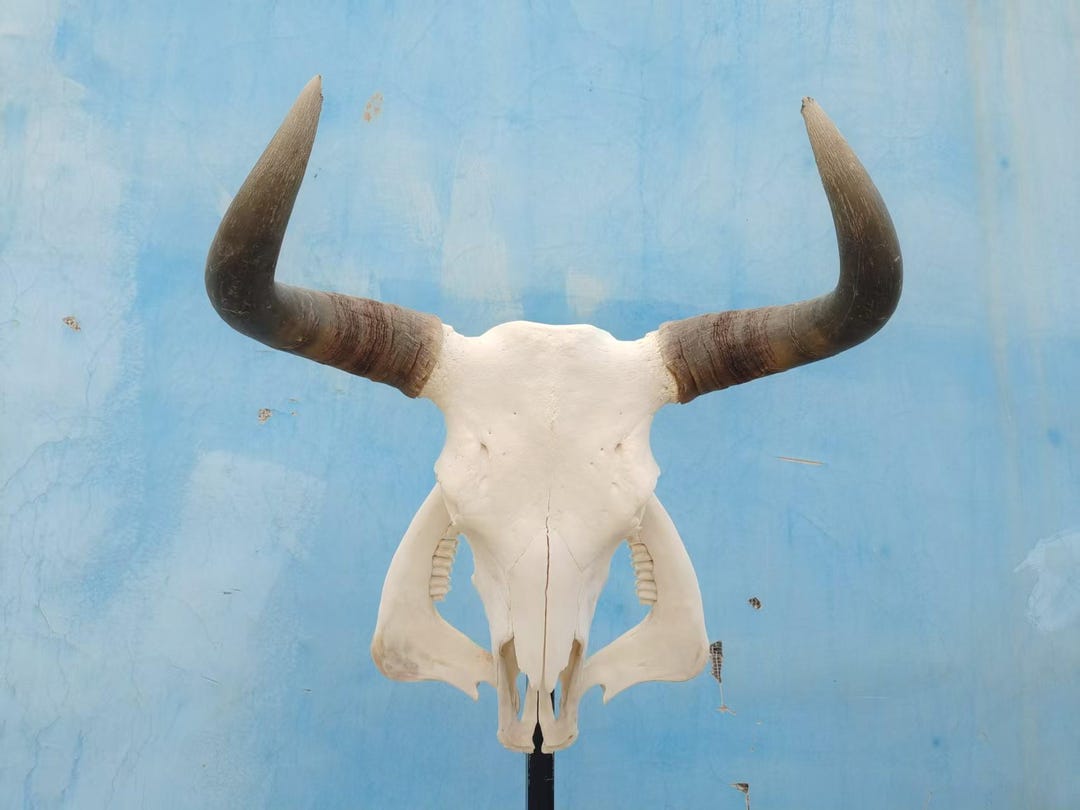 Real Bull Skull | Cow Skull | Real Steer Skull With Horns | Buffalo ...