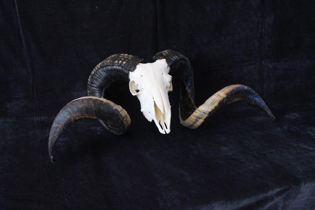 Ram Skull With Horns | Ram Skull Home Decor | Real Ram Skull Head Sheep ...