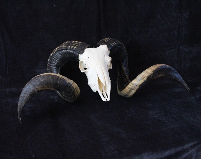 Ram Skull With Horns | Ram Skull Home Decor | Real Ram Skull Head Sheep ...