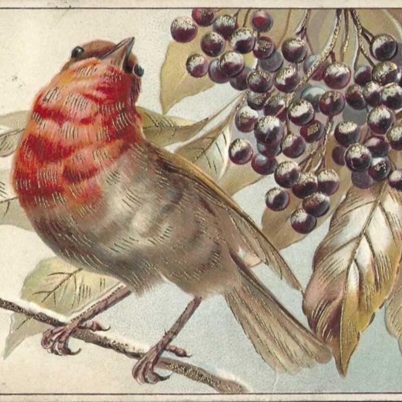 Bird Postcards - Etsy