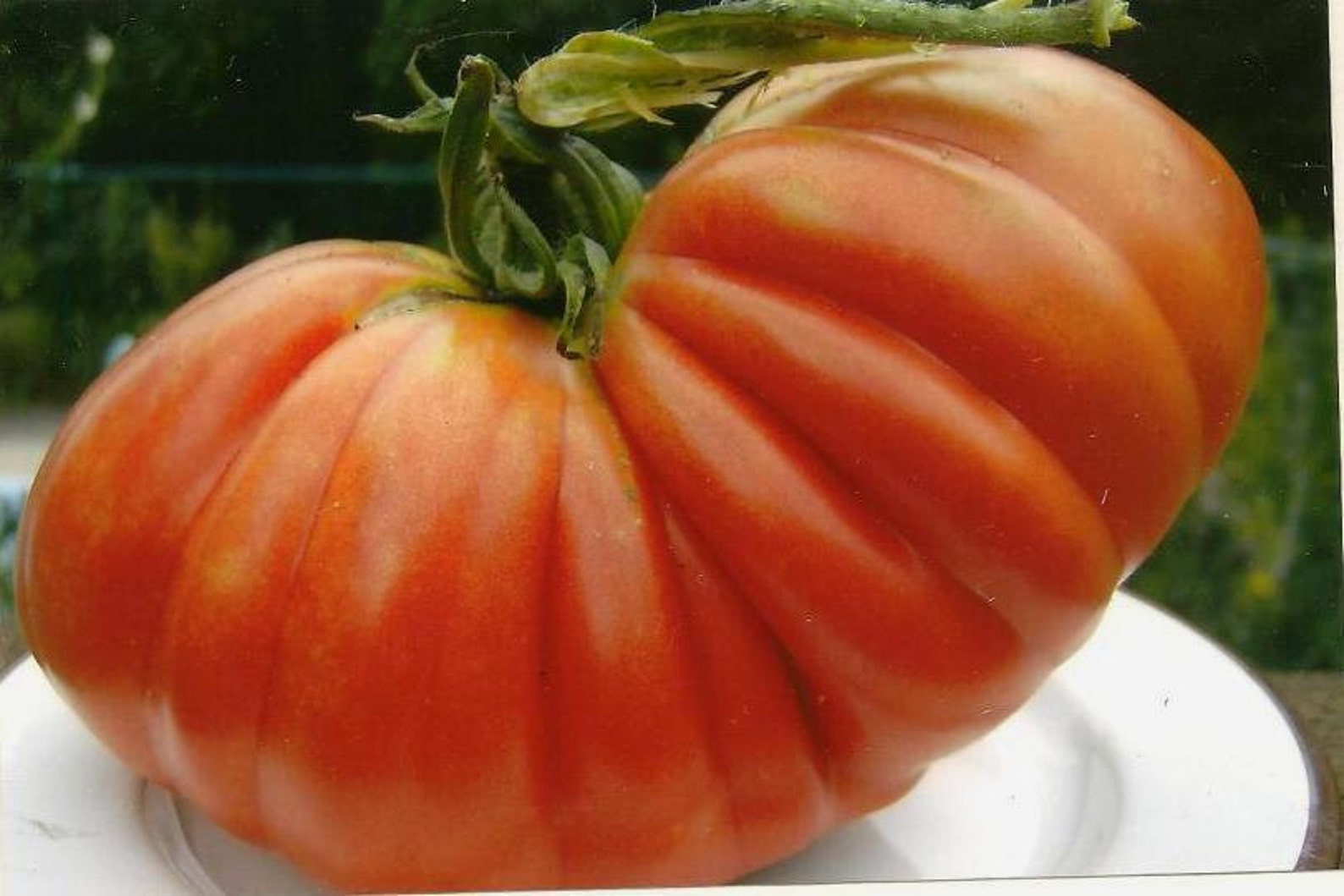 Food Photography Heirloom Tomato on Blank Note Card - Etsy