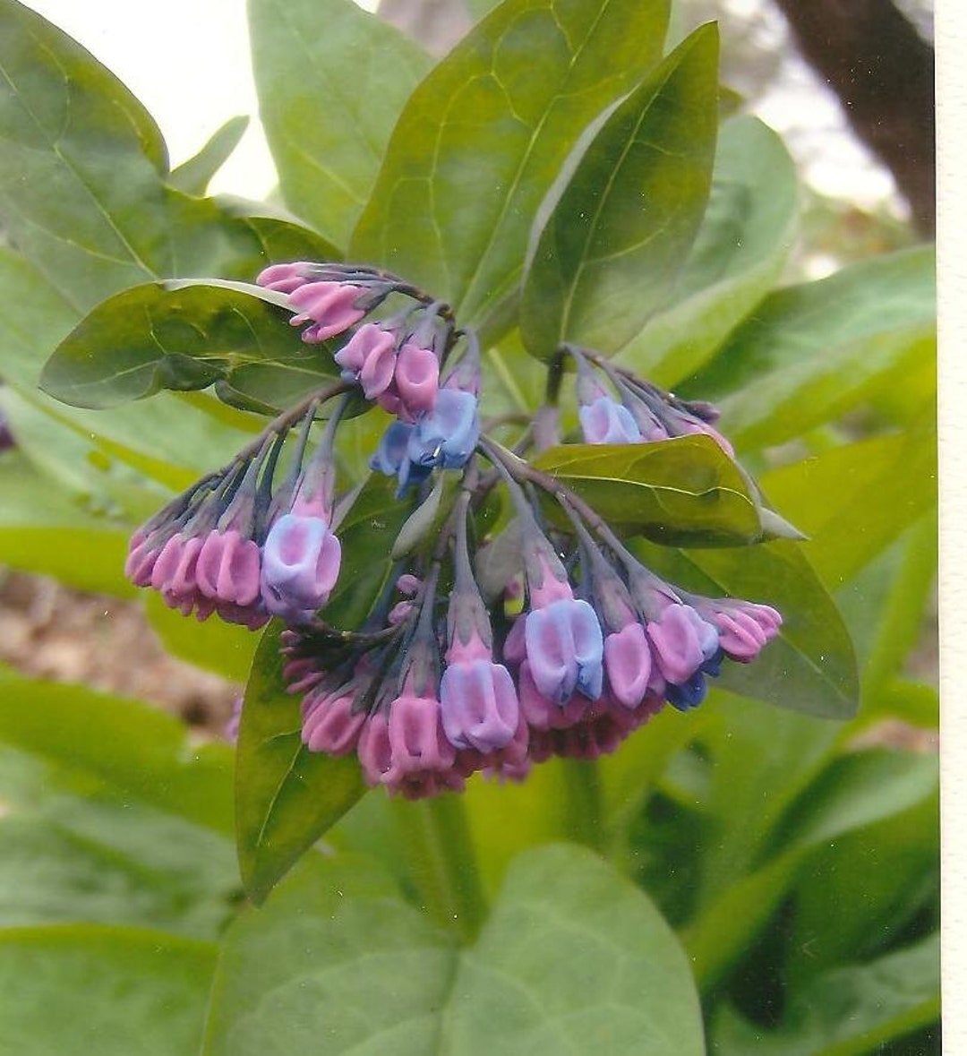 Spring Flower Photography Virginia Bluebells on Blank Note Card Pink ...