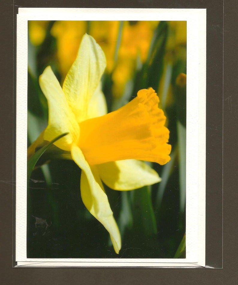 Yellow Spring Daffodil on Blank Photo Note Card Flower | Etsy