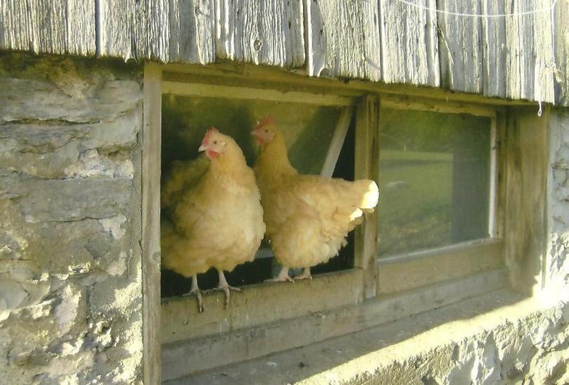 Farm Animal Photography Pair of Chicken Best Friends on Blank - Etsy