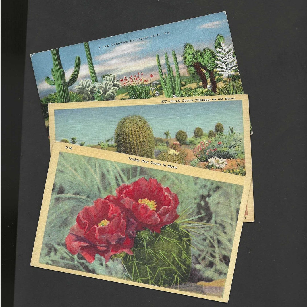 Trio of Unused Vintage Linen Postcards With Cactus Several Varieties ...