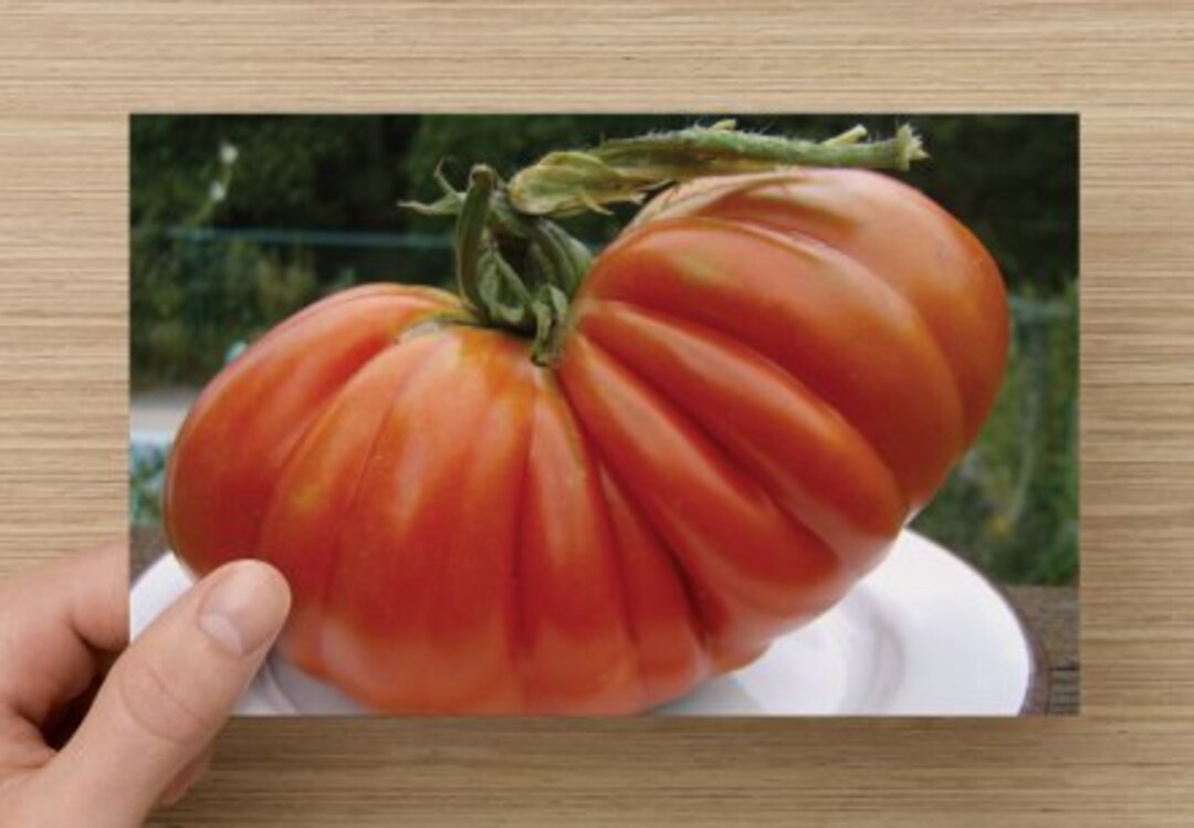 Food Photography Heirloom Tomato on Blank Note Card - Ernie's Plump ...