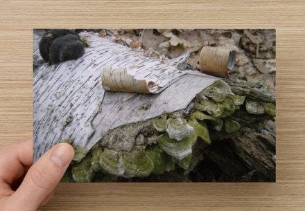 Fallen Birch Bark Log With Moss Nature Photography Blank Note - Etsy Canada
