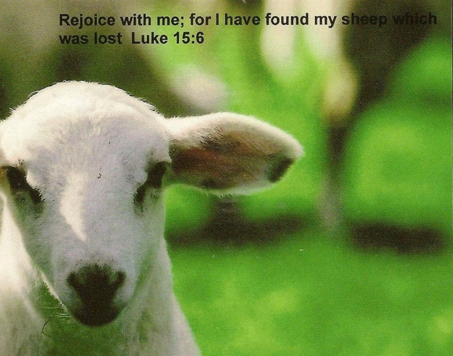 Photo Scripture Card Luke 15-6 Spring Lamb Baby Face Blank - Etsy UK