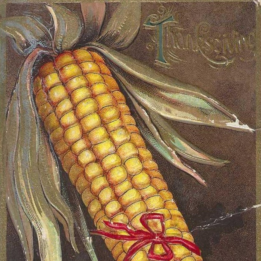Luscious Ear of Corn Tied up With Red Ribbon Bow Antique Thanksgiving ...