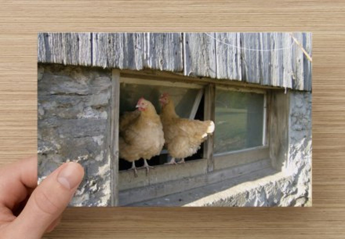 Farm Animal Photography Pair of Chicken Best Friends on Blank - Etsy