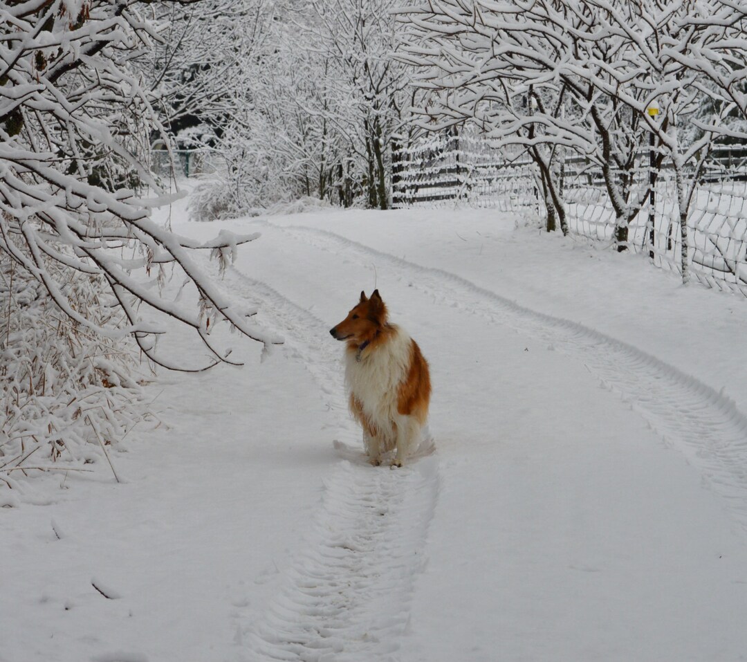 Happy COLLIE Days Photo Christmas Card Fresh Snow Fall on Trees and ...