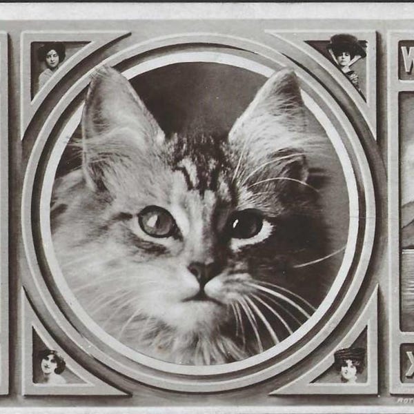 Antique Cat Postcard - Etsy