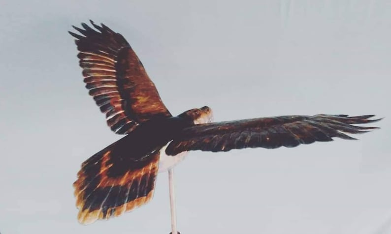 Red Tailed Hawk Copper Weathervane Rooftop Weathervane - Etsy