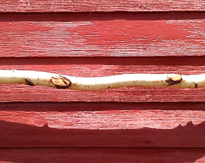 48 Birch Branch Curtain Rod White With Knotty Markings - Etsy