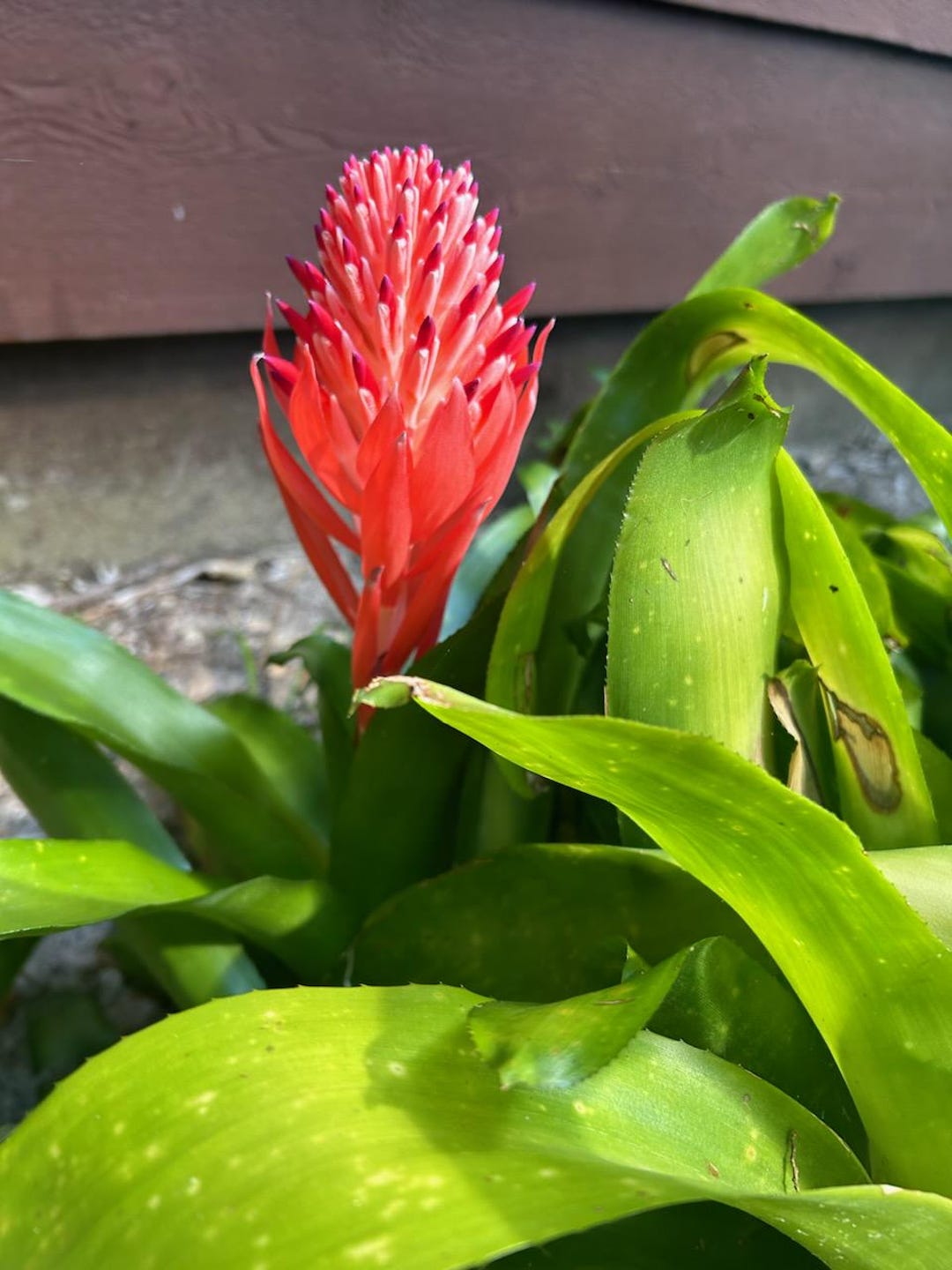 Flaming Torch Bromeliad (ships to Southeastern Region of the U.S.) - Etsy