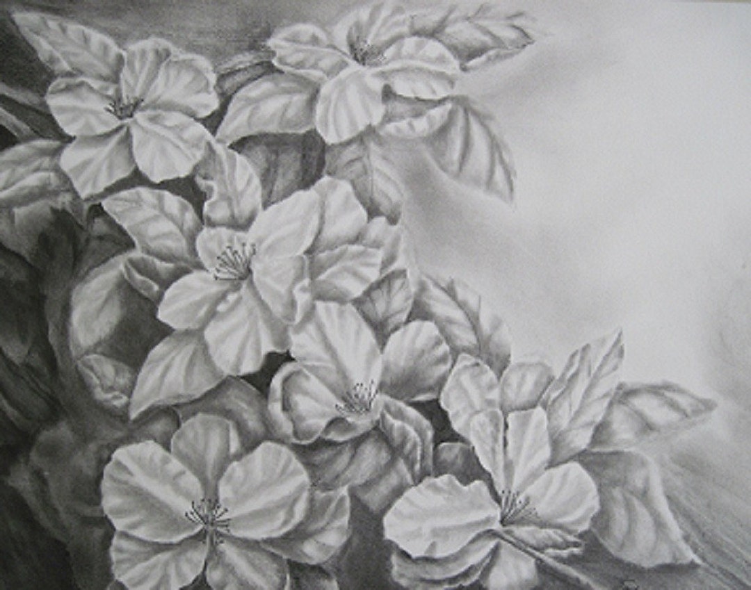 Apple Blossoms Drawing, Original Graphite Drawing, Matted, 16 X 20 ...