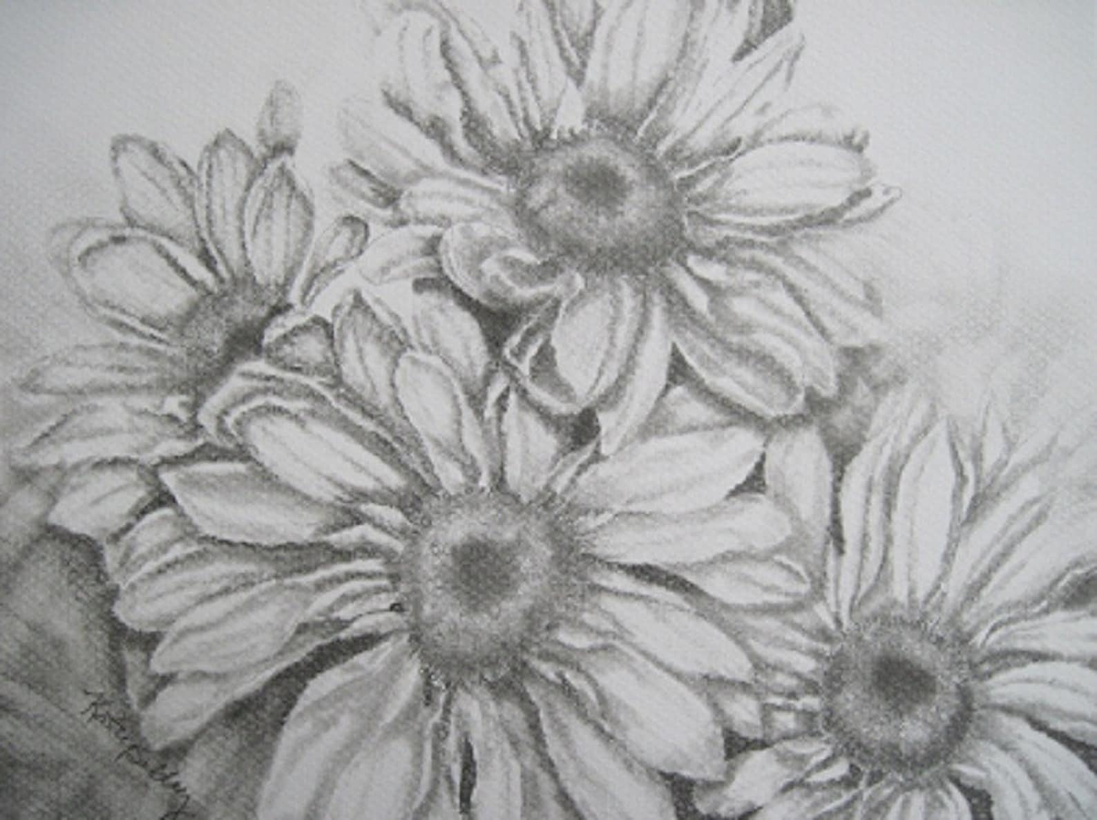 Daisies Original Drawing Matted 11 X 14 Original Graphite - Etsy
