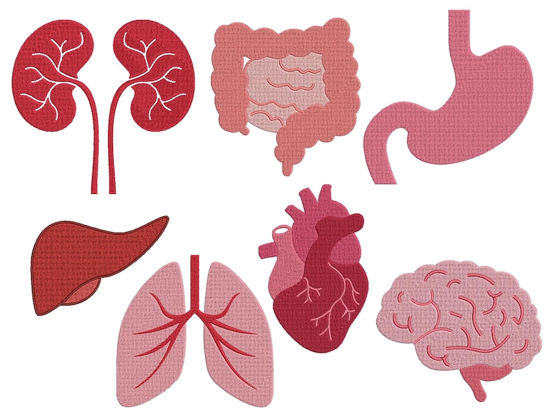 Human Organs Embroidery Design: Anatomical Heart, Lungs, Brain (digital ...