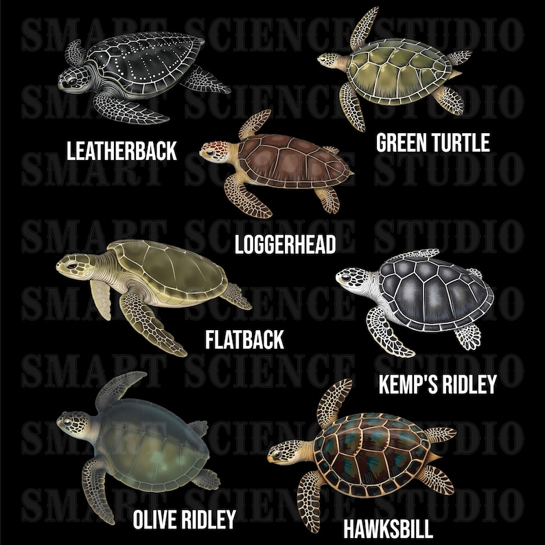 7 Types of Sea Turtles Educational PNG Design, Turtle Species, Marine ...