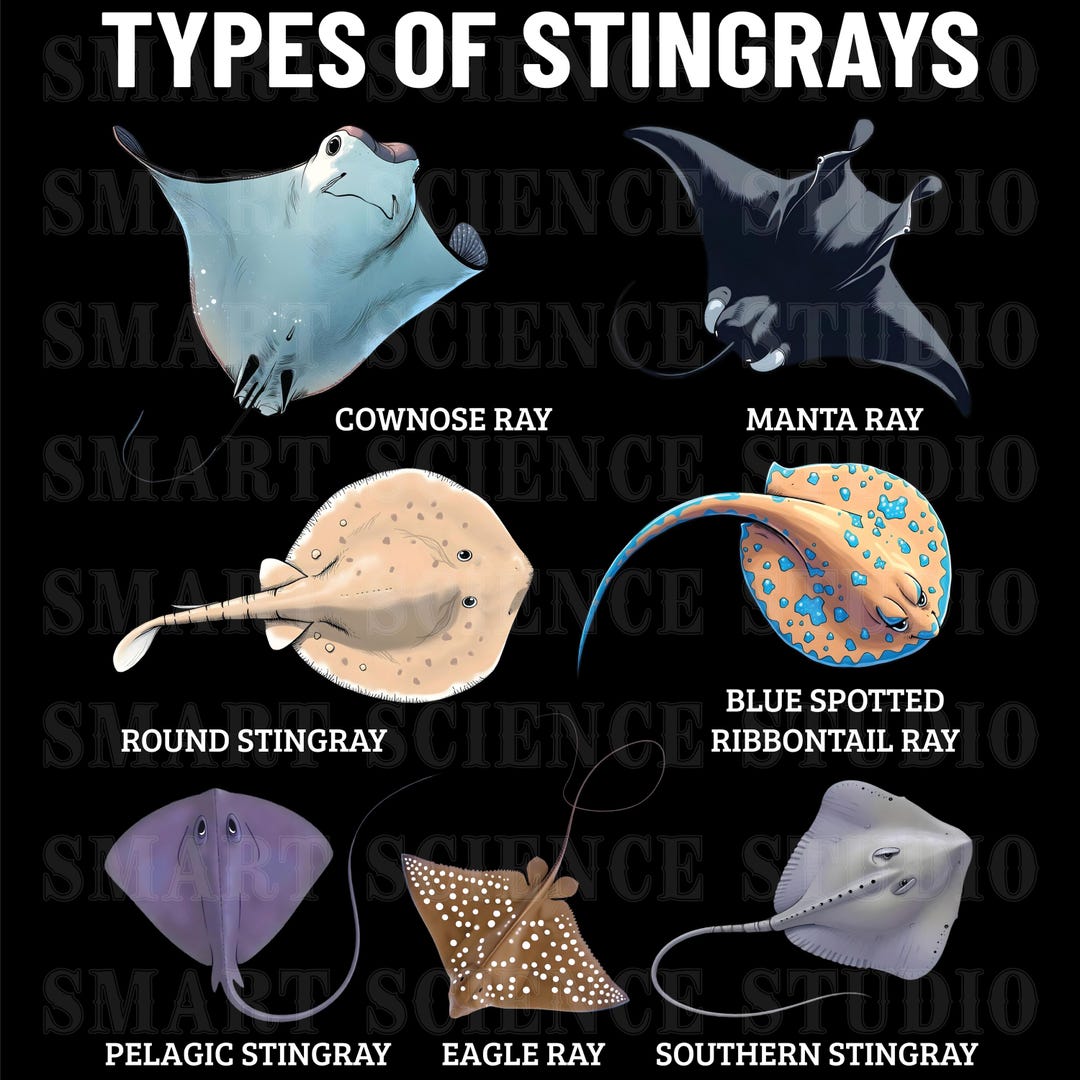 7 Types of Stingrays Educational PNG Design, Stingray Species, Marine ...