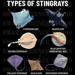 7 Types of Stingrays Educational PNG Design, Stingray Species, Marine ...