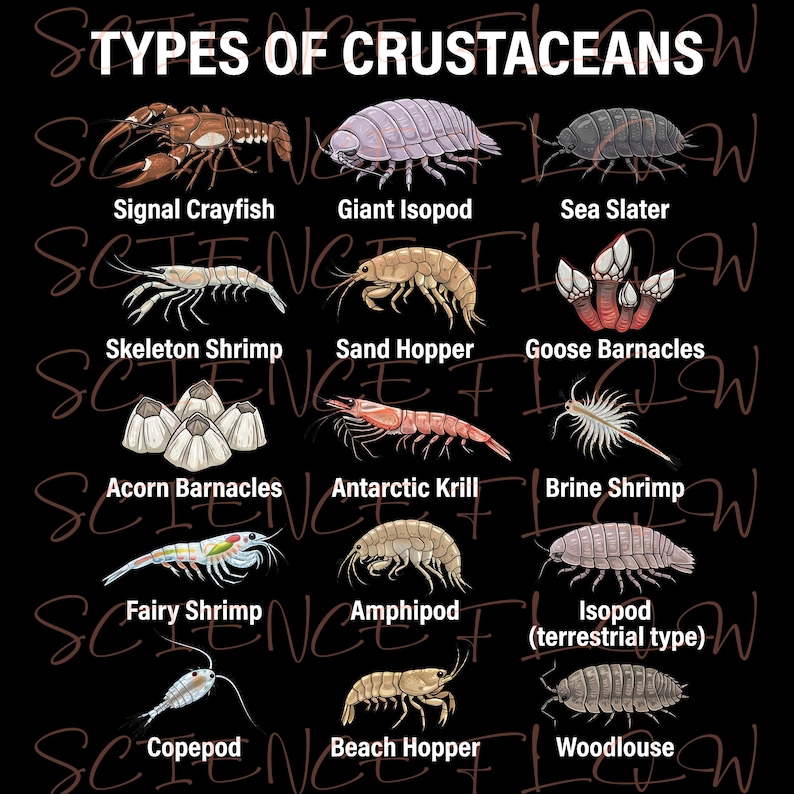 Types of Crustaceans PNG Design – Transparent Background Educational ...