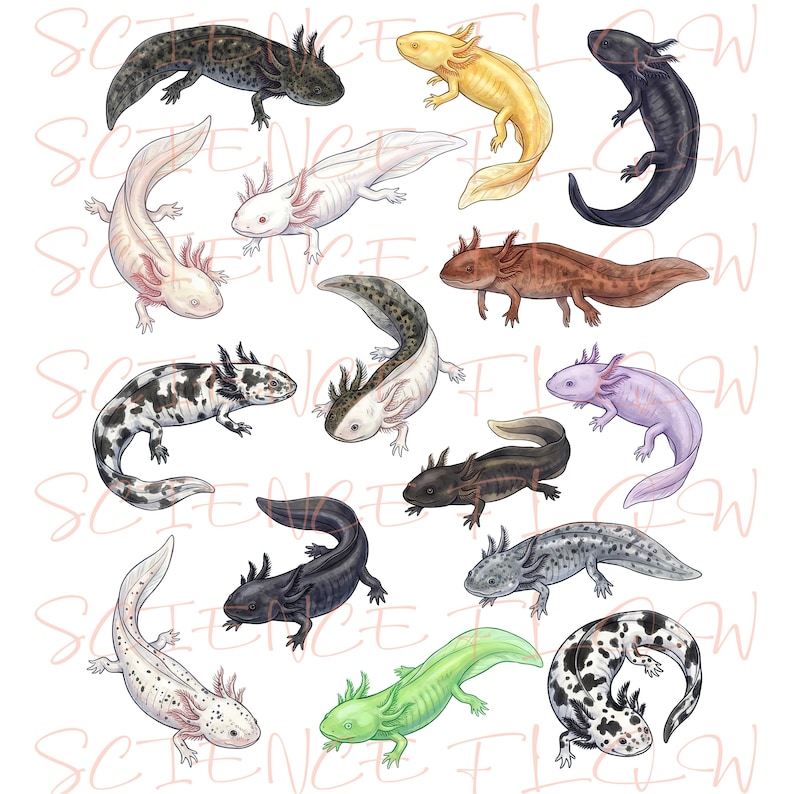 Axolotl Aesthetic PNG Bundle – 4 Transparent Background Designs, No ...