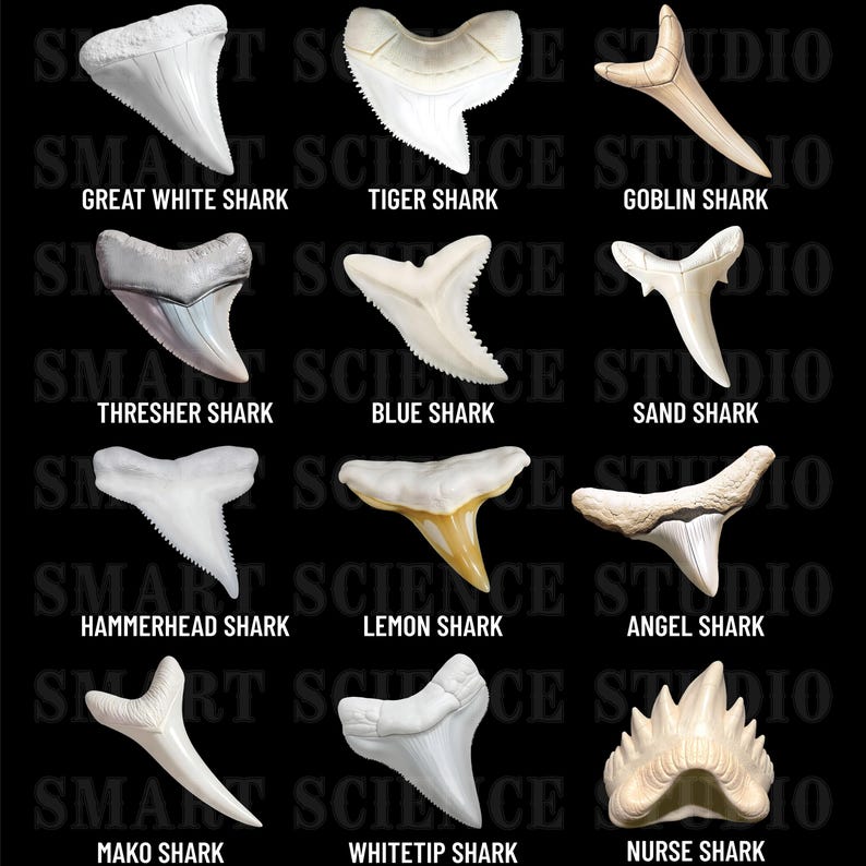12 Types of Shark Teeth Educational PNG Design, Shark Species, Marine ...