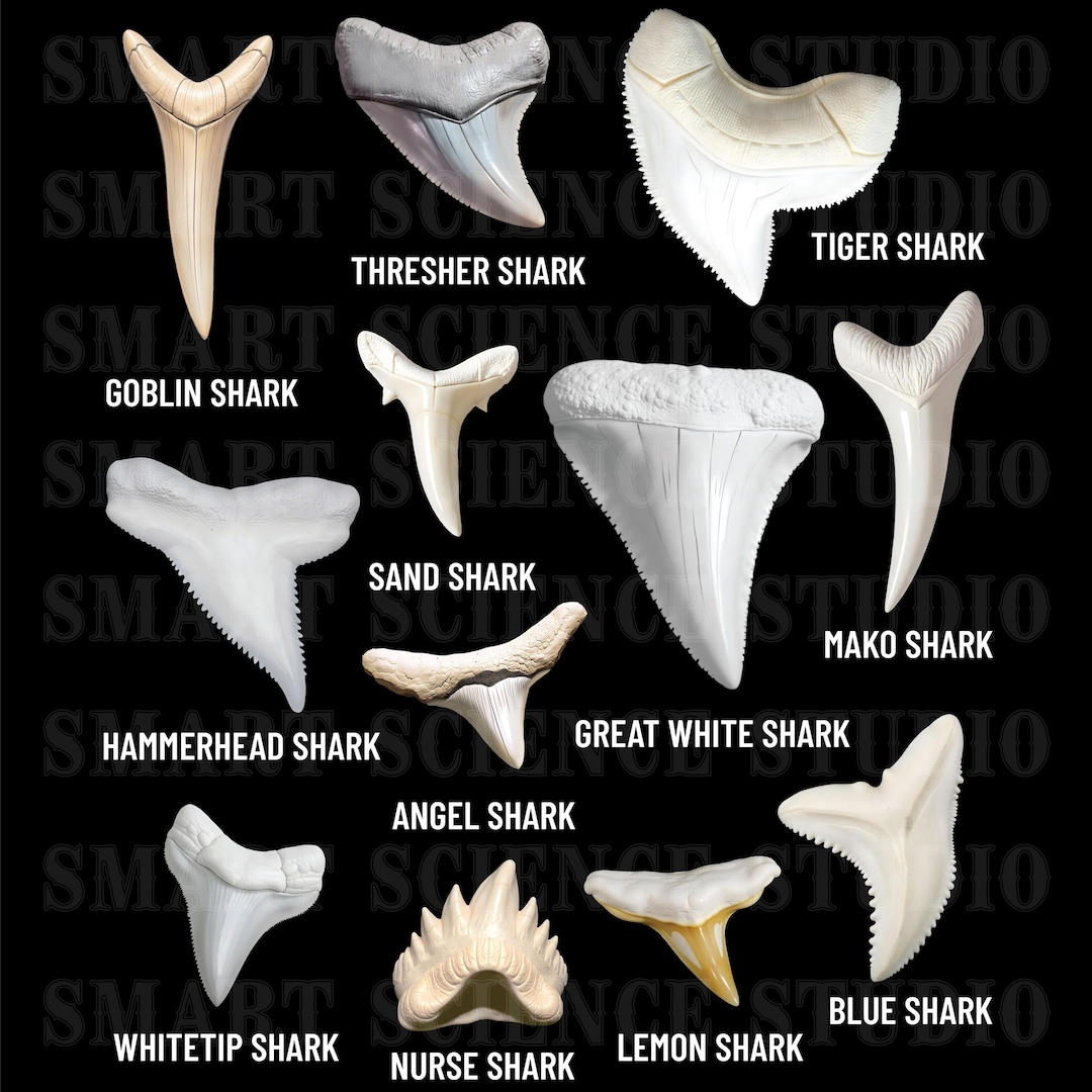 12 Types of Shark Teeth Educational PNG Design, Shark Species, Marine ...