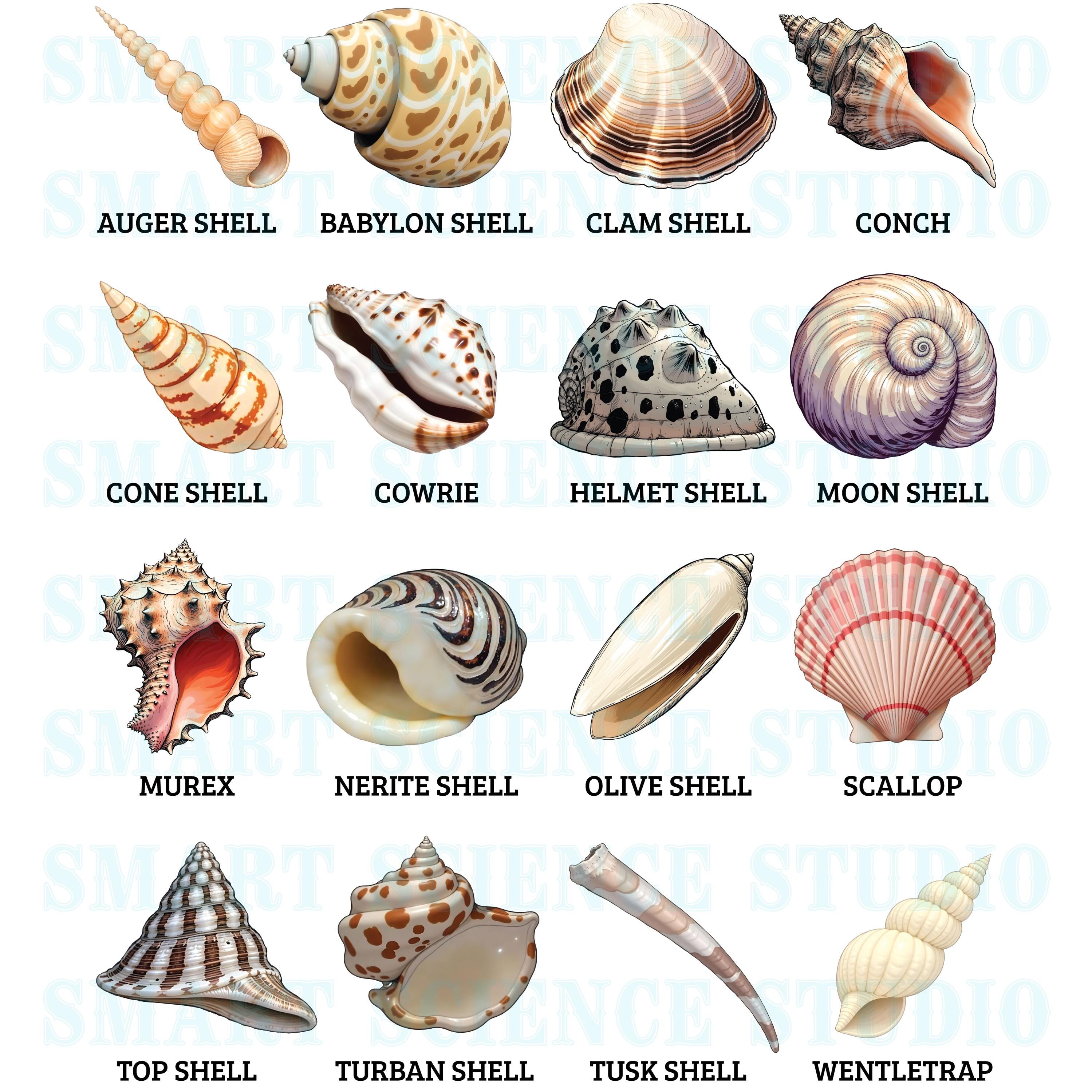 16 Types of Seashells Educational PNG Design, Sea Shells, Marine Life ...