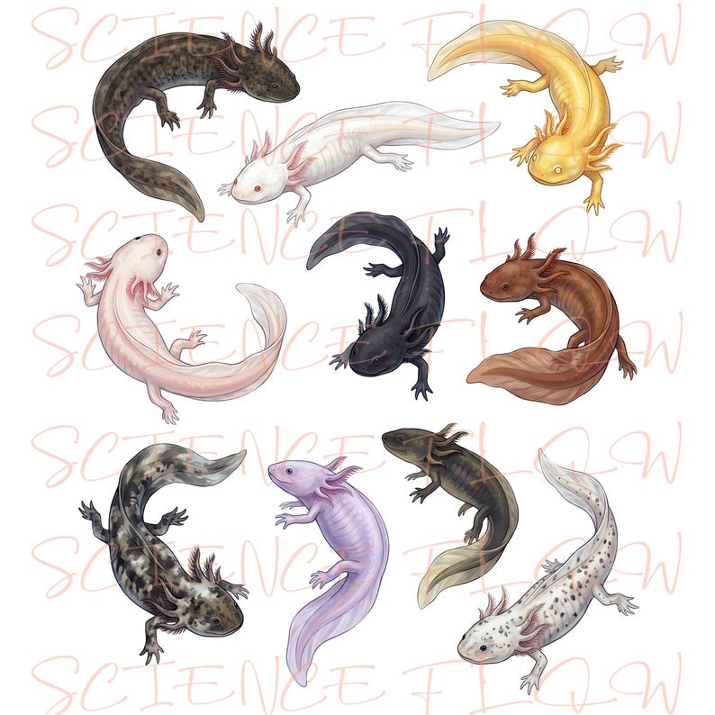 Axolotl Aesthetic PNG Bundle – 4 Transparent Background Designs, No ...