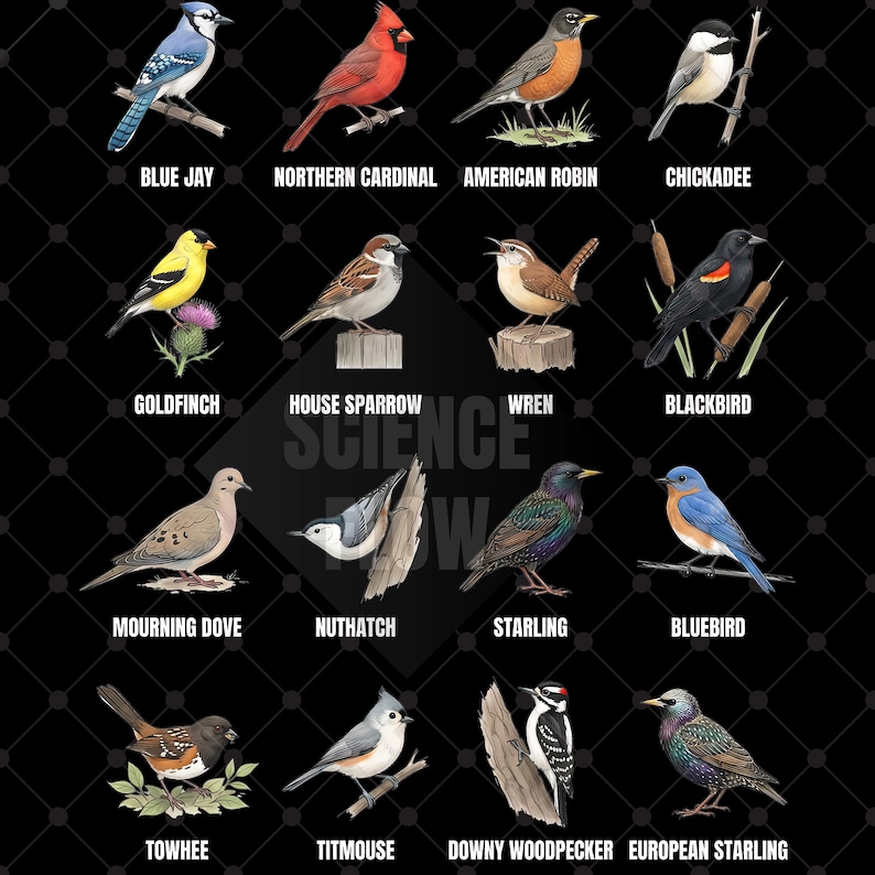5 Bird Species Educational PNG Designs – Backyard Birds, Songbirds ...