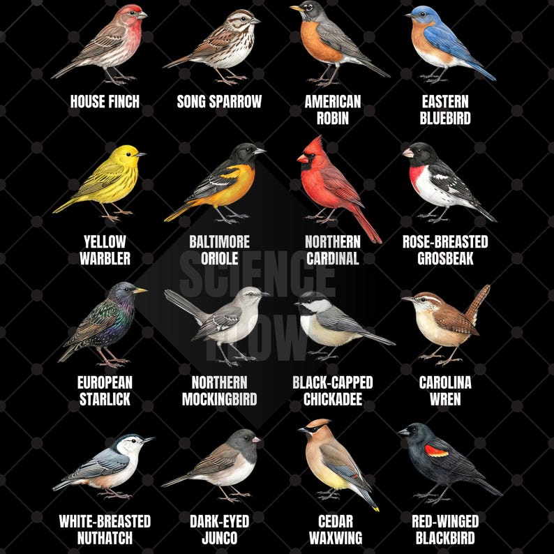 5 Bird Species Educational PNG Designs – Backyard Birds, Songbirds ...