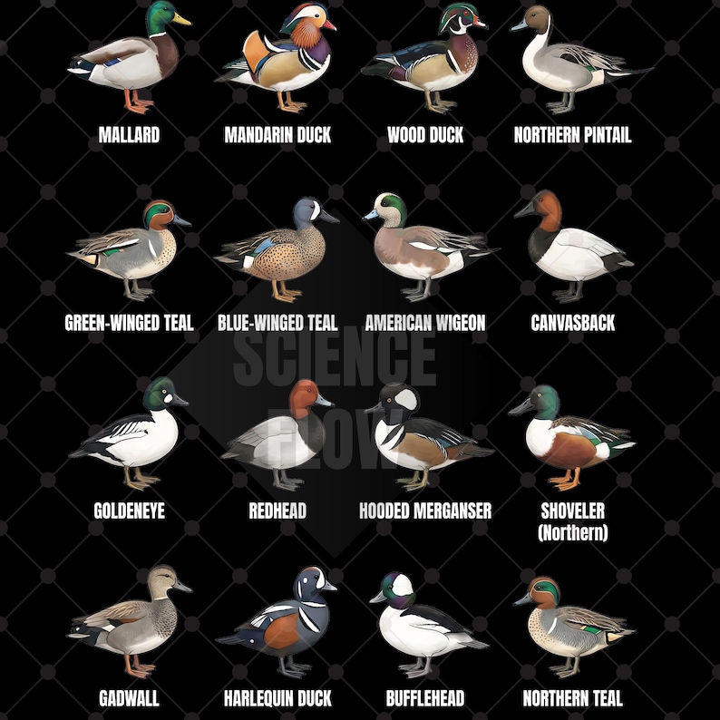 5 Waterfowl Bird Species PNG Designs Transparent Background – Ducks ...