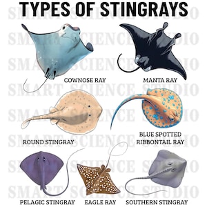 7 Types of Stingrays Educational PNG Design, Stingray Species, Marine ...