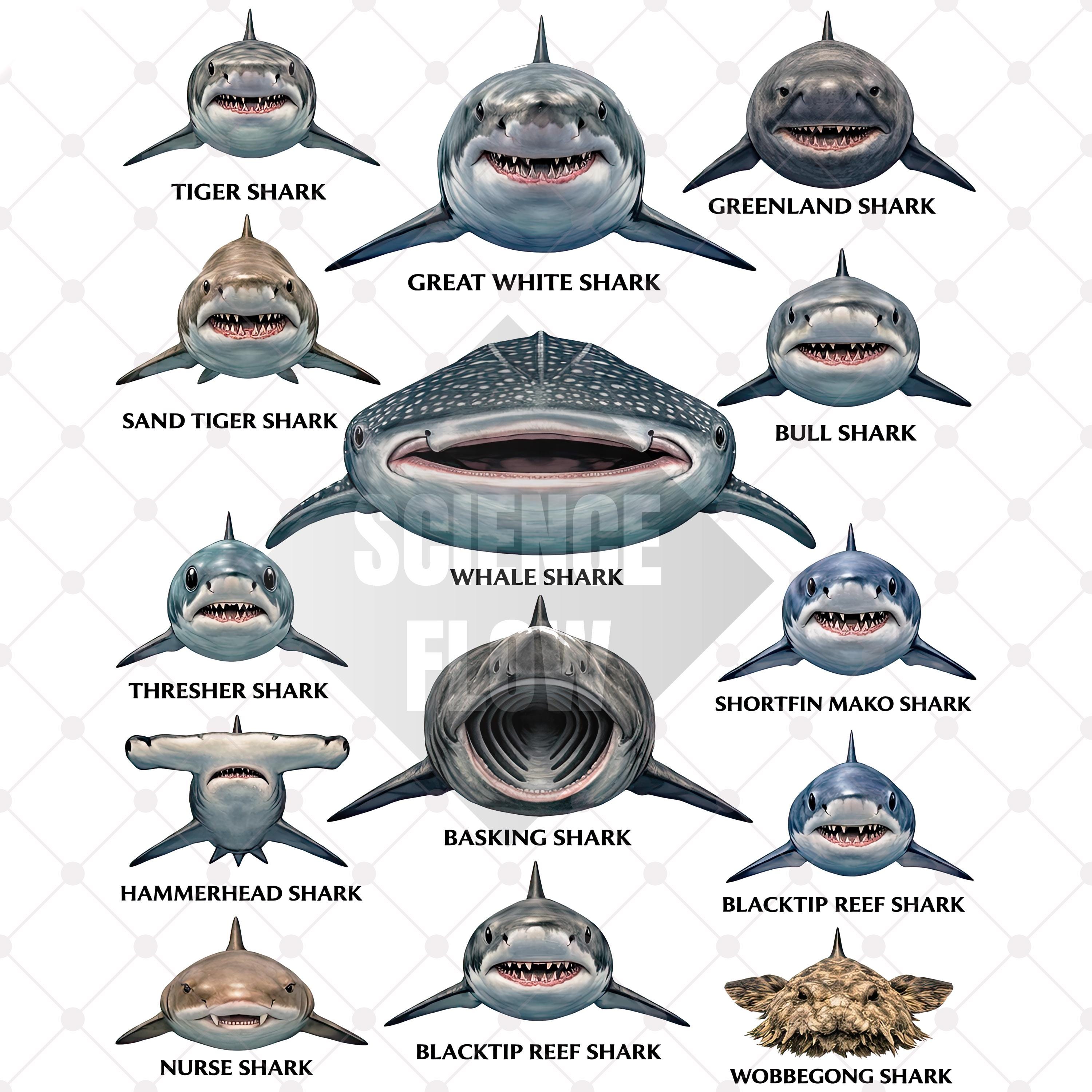 Types of Sharks PNG Designs Transparent Background, Shark Species ...