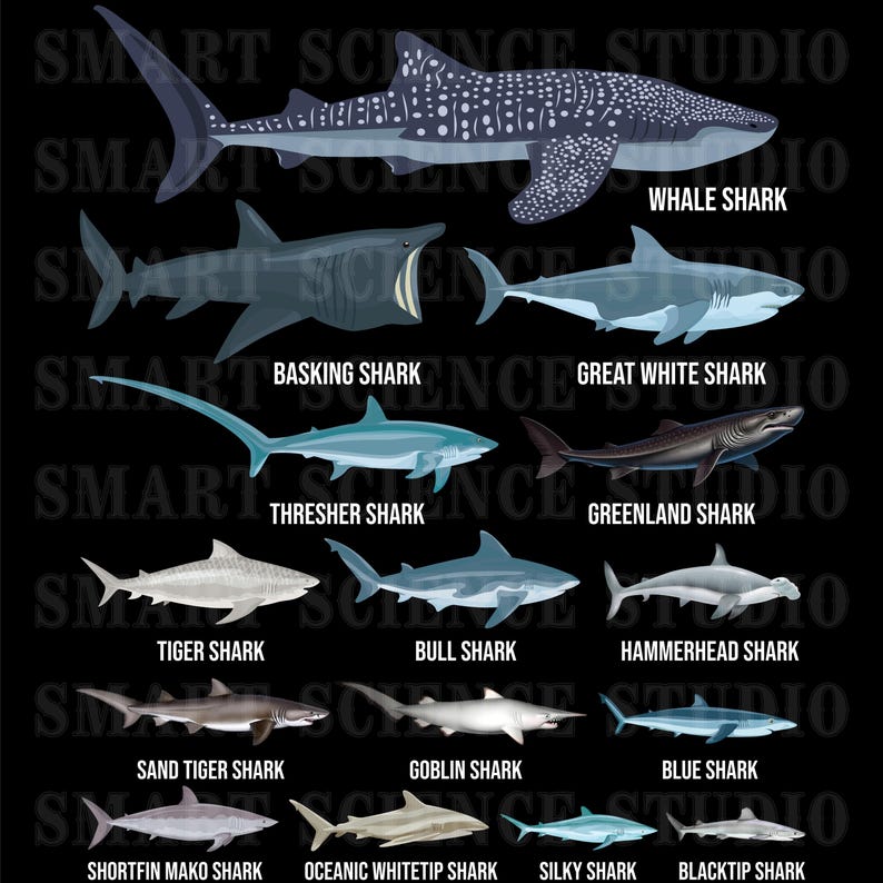 15 Types of Sharks Educational PNG Design, Shark Species, Marine Life ...