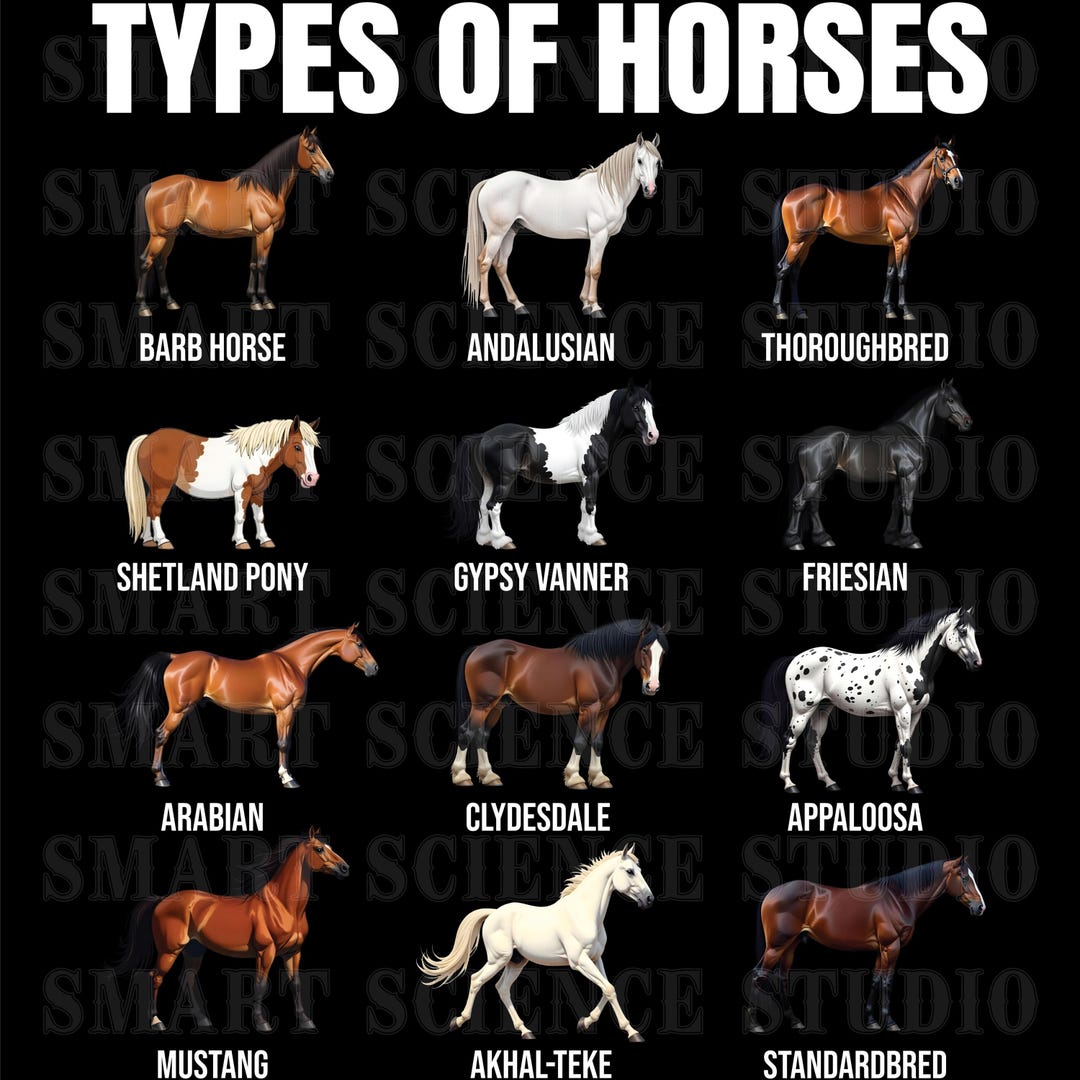 12 Types of Horses Educational PNG Design, Horse Breeds, Equestrian ...