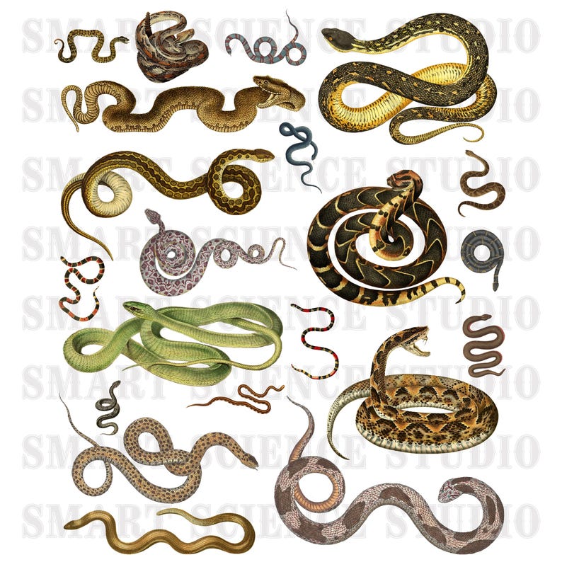 Types of Snakes Collection PNG Design Transparent Background, Snake ...