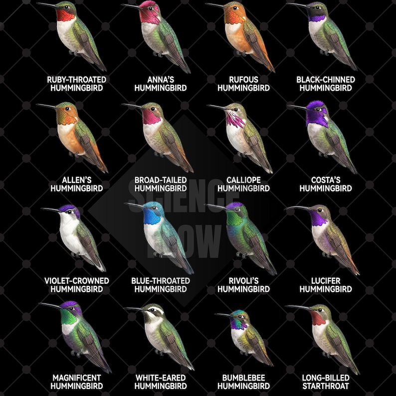 3 Tropical Bird Species PNG Designs – Hummingbirds, Lovebirds & Exotic ...