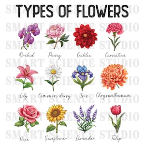 Types of Flowers | Colorful Botanical Flower Types PNG Design ...