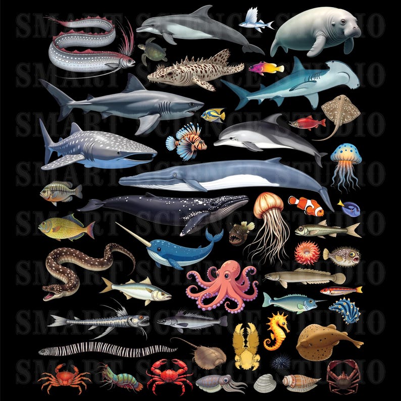 Ocean Creatures PNG Design, Sea Animals Illustration 2 Designs for Kids ...