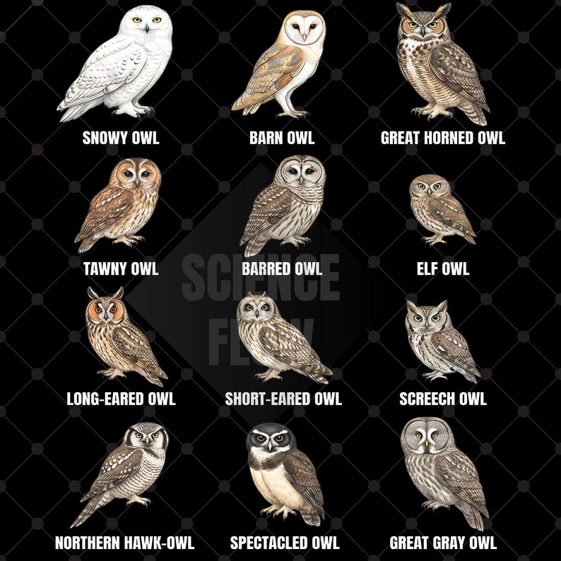 4 Bird Species Educational PNG Designs – Kingfishers, Owls, Woodpeckers ...