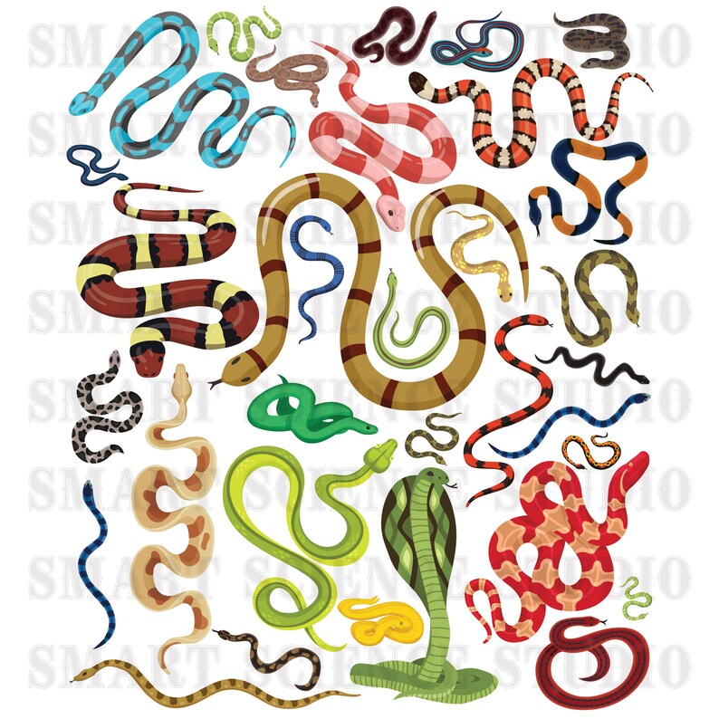 Types of Snakes Collection PNG Design Transparent Background, Snake ...