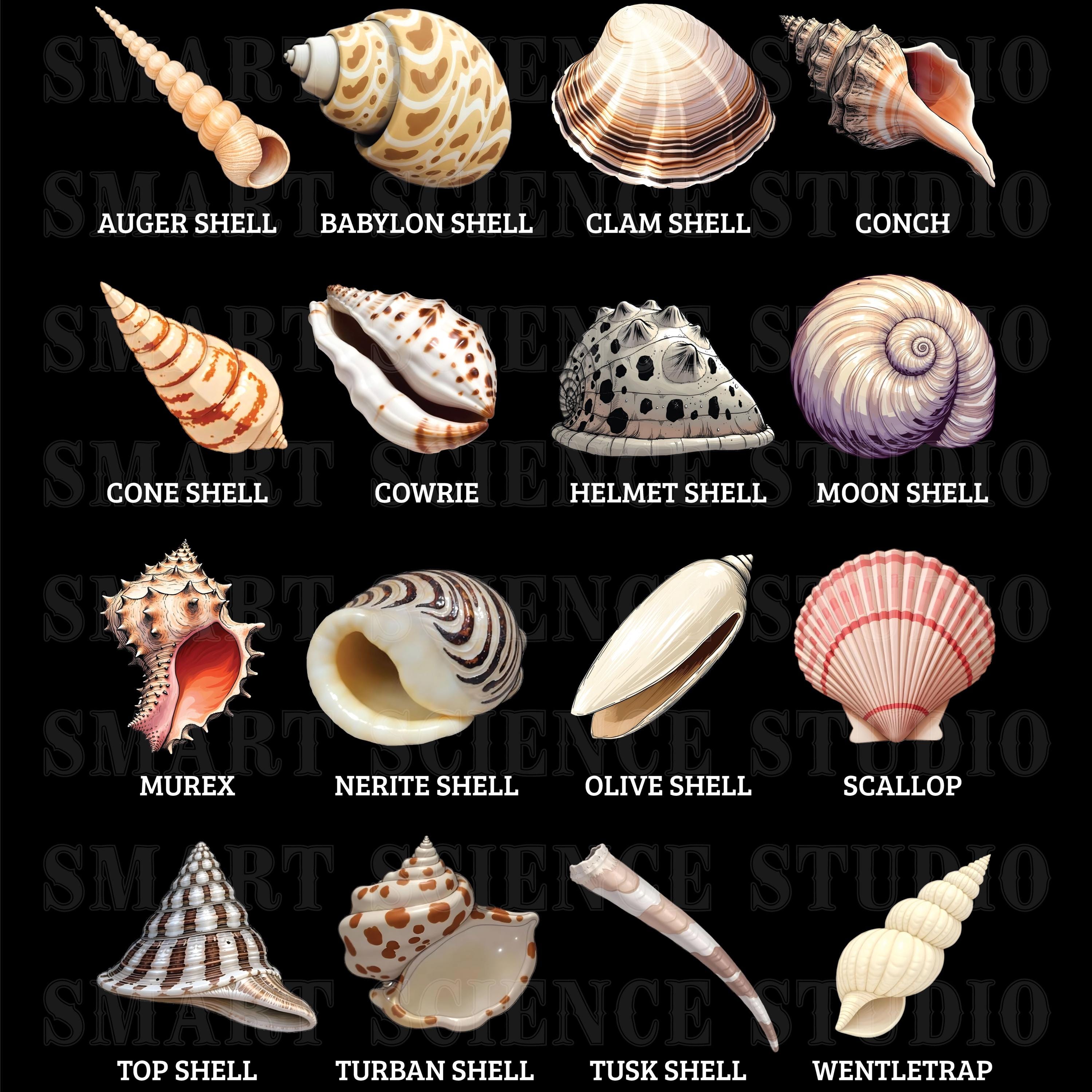 16 Types of Seashells Educational PNG Design, Sea Shells, Marine Life ...