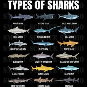 18 Types of Sharks Educational PNG Design, Shark Species, Marine Life ...
